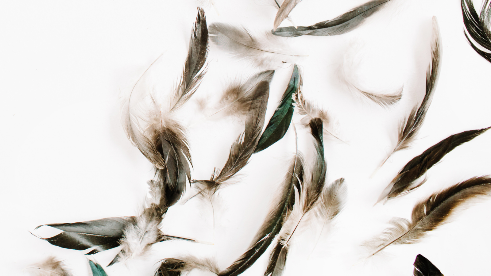 Why bother with feather waste? | UNLOCK